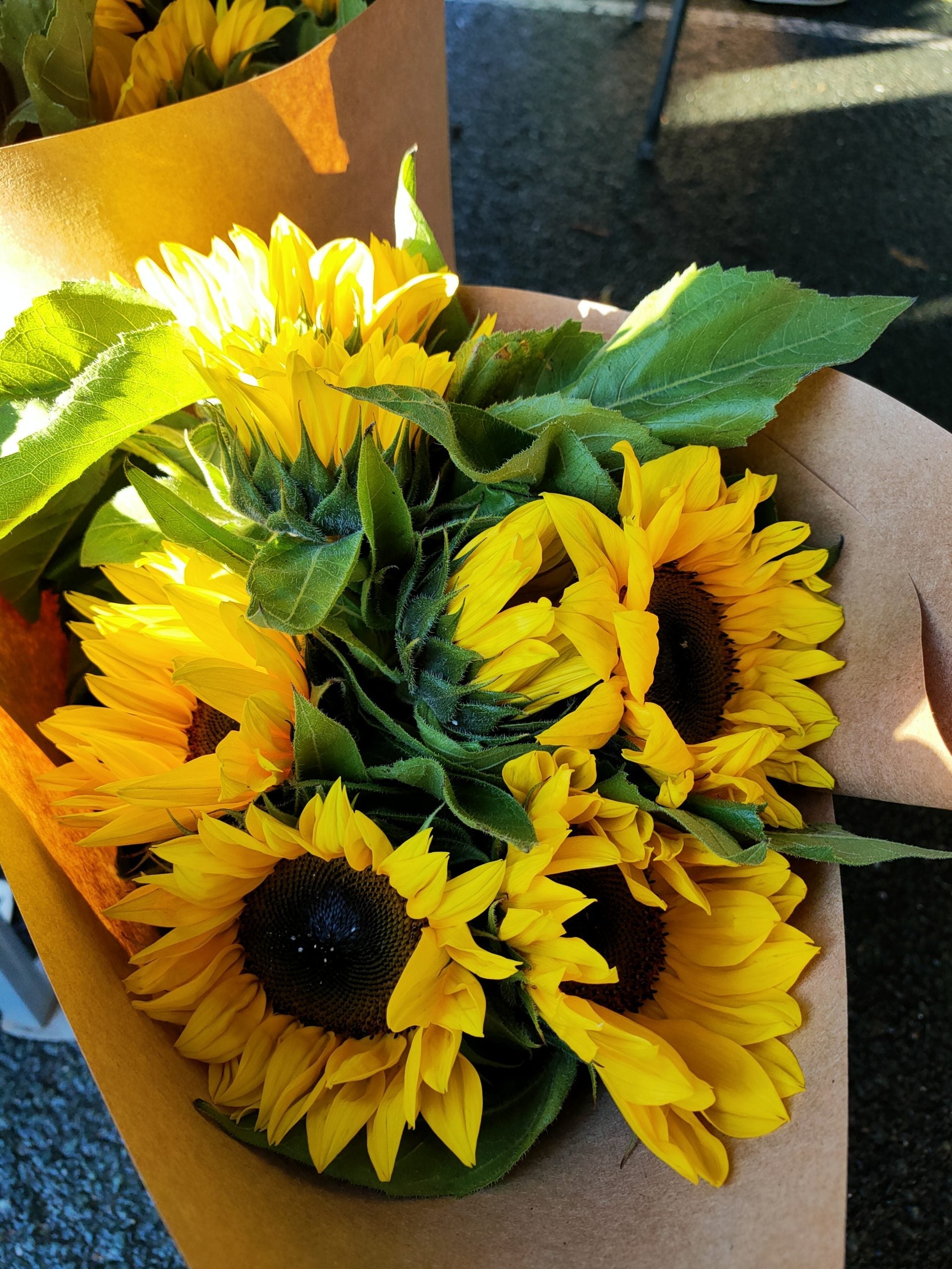 Sunflowers - Robertson Flower Farm